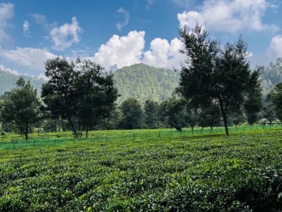 Tea Estates Shyamkhet - Jolly Chalet